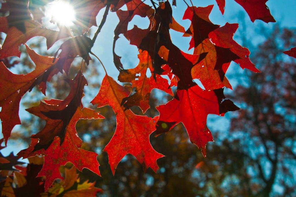 PHOTOS: Ashburn's Fall Colors | Ashburn, VA Patch