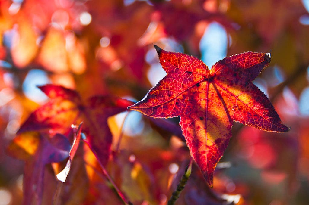 PHOTOS: Ashburn's Fall Colors | Ashburn, VA Patch