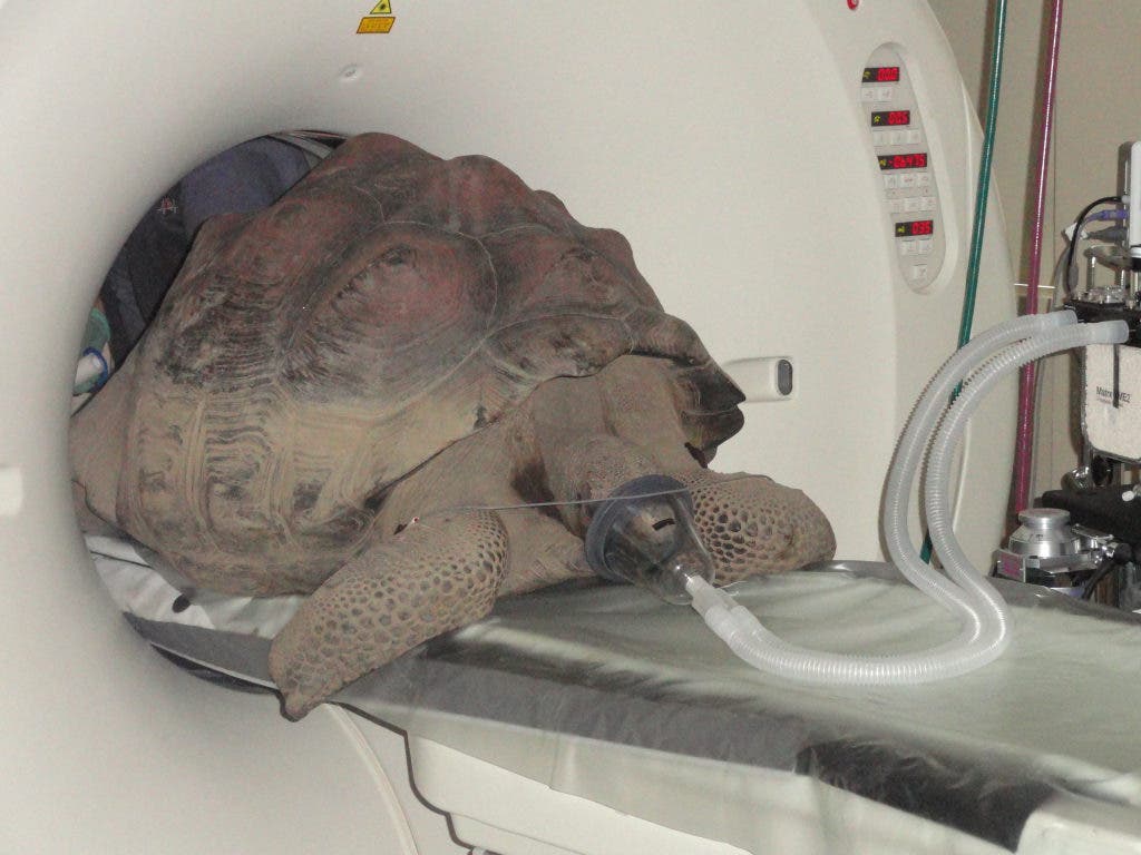 Stamford Veterinarians Heal Massive Rare Tortoise [Video] | Stamford ...