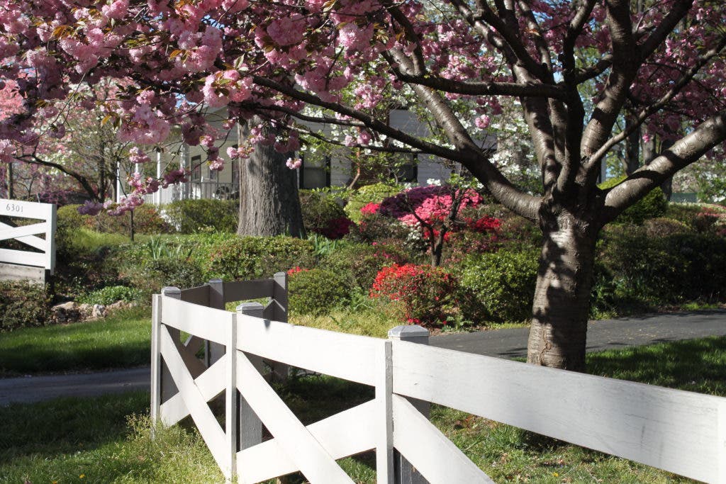 Spring Blooms in Burke | Burke, VA Patch