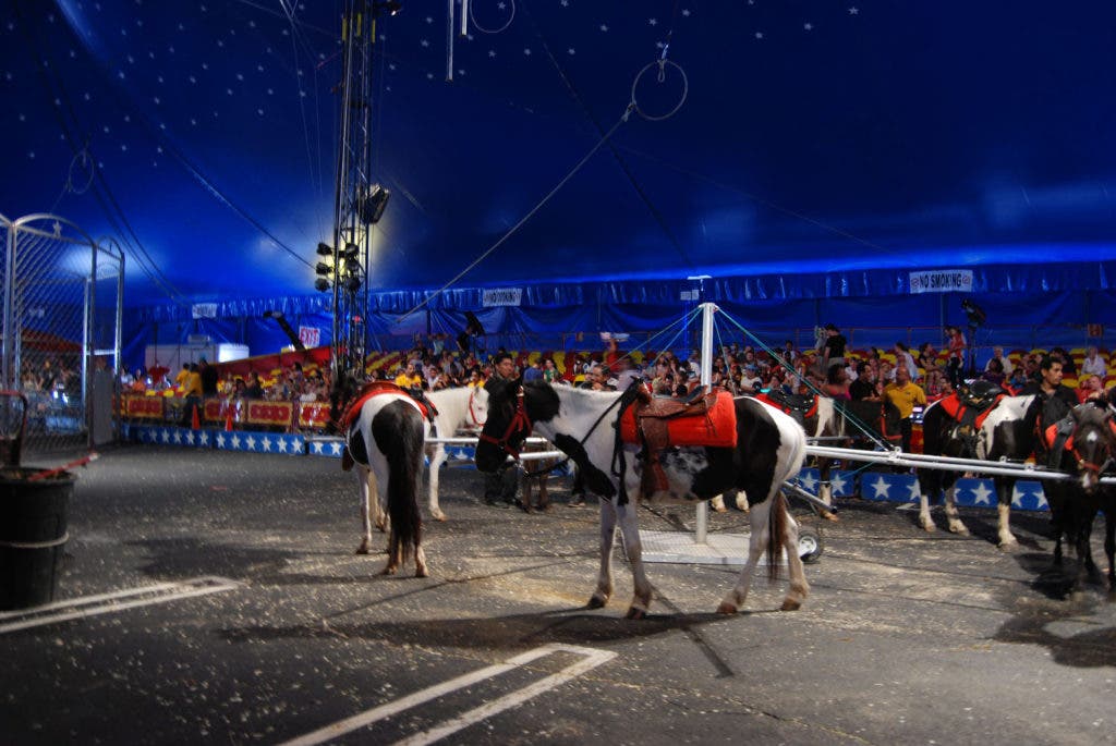 The Circus Comes to Town | Livingston, NJ Patch
