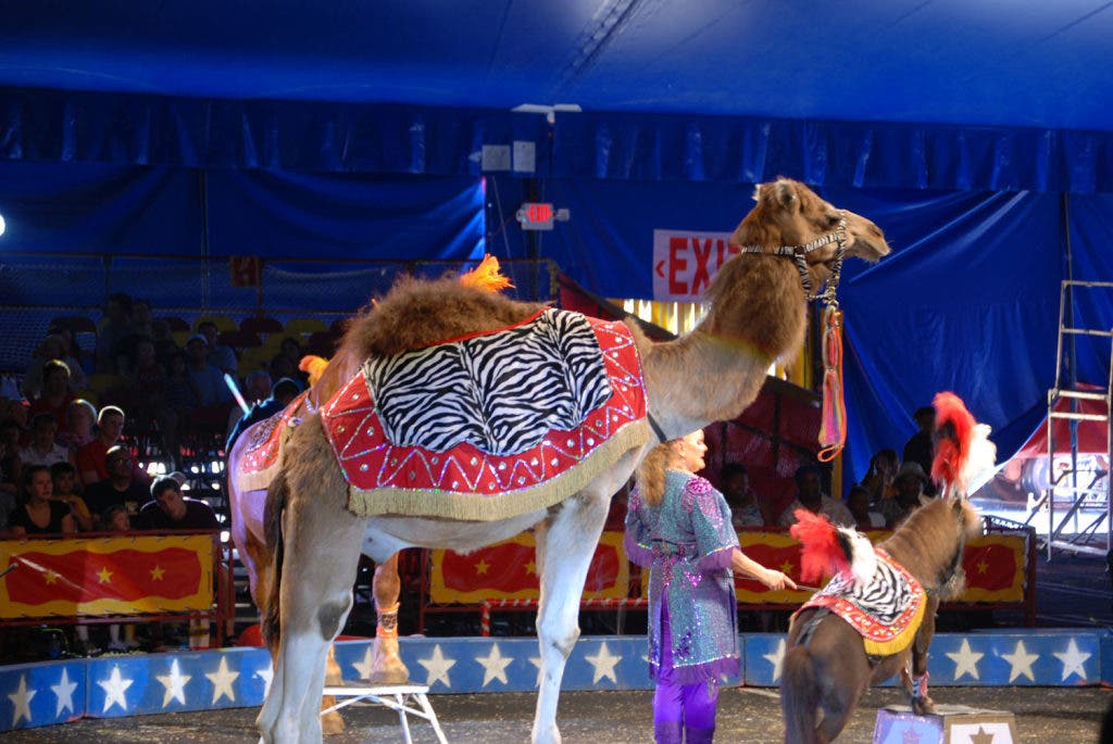 The Circus Comes to Town | Livingston, NJ Patch
