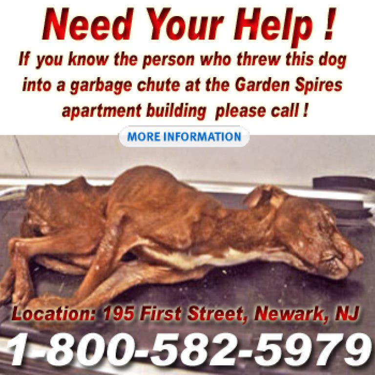 Patrick the Miracle Dog's Popularity Not Waning | Toms River, NJ Patch