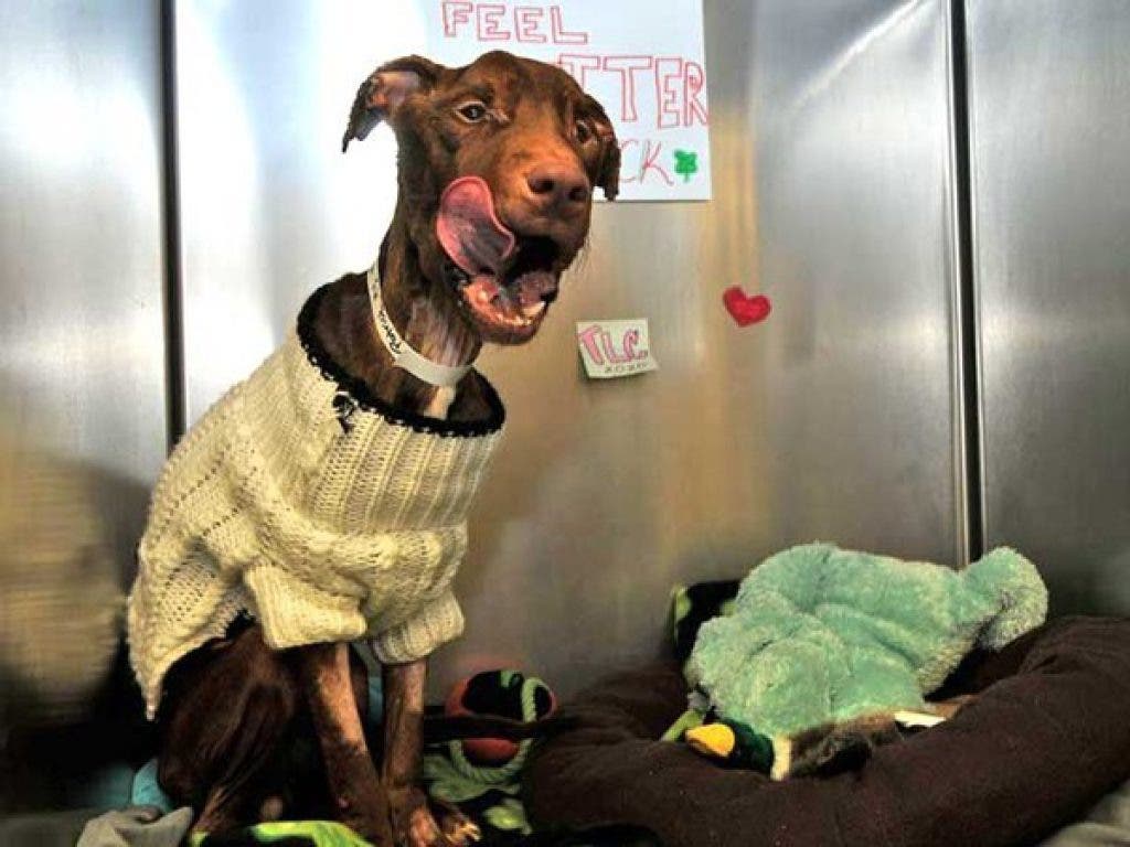 Patrick the Miracle Dog's Popularity Not Waning | Barnegat, NJ Patch