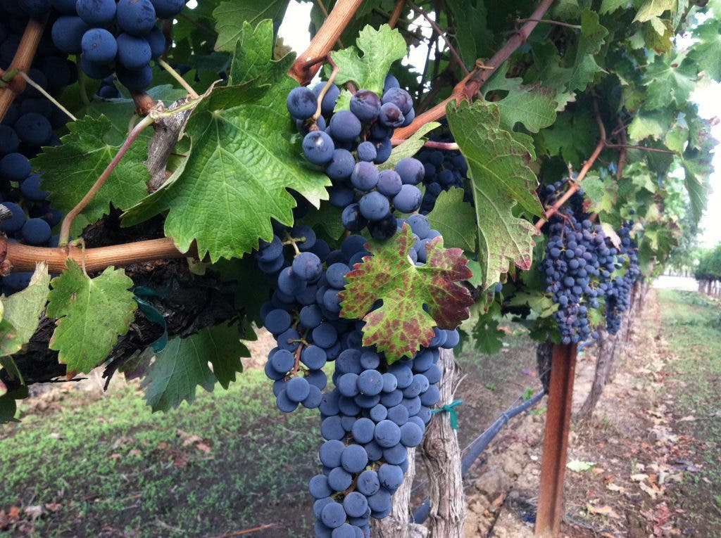 Wet Grapes, Green Fuzz and Anxious Growers: 2011 Harvest Update | Napa ...