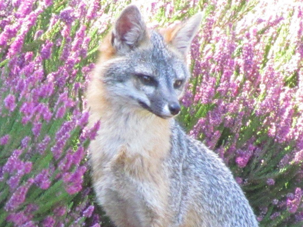 Family of Foxes Repeatedly Visits Scotts Valley Family | Scotts Valley ...