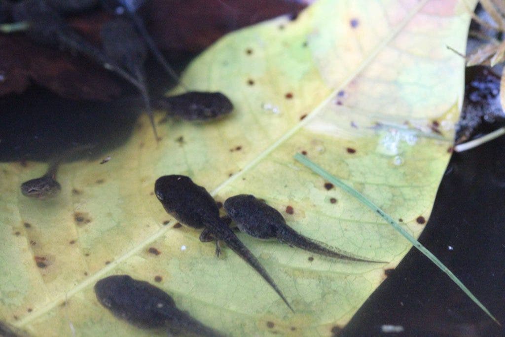 Tadpoles Day 7 & 8 of Rescue Captivity | Gulfport, FL Patch