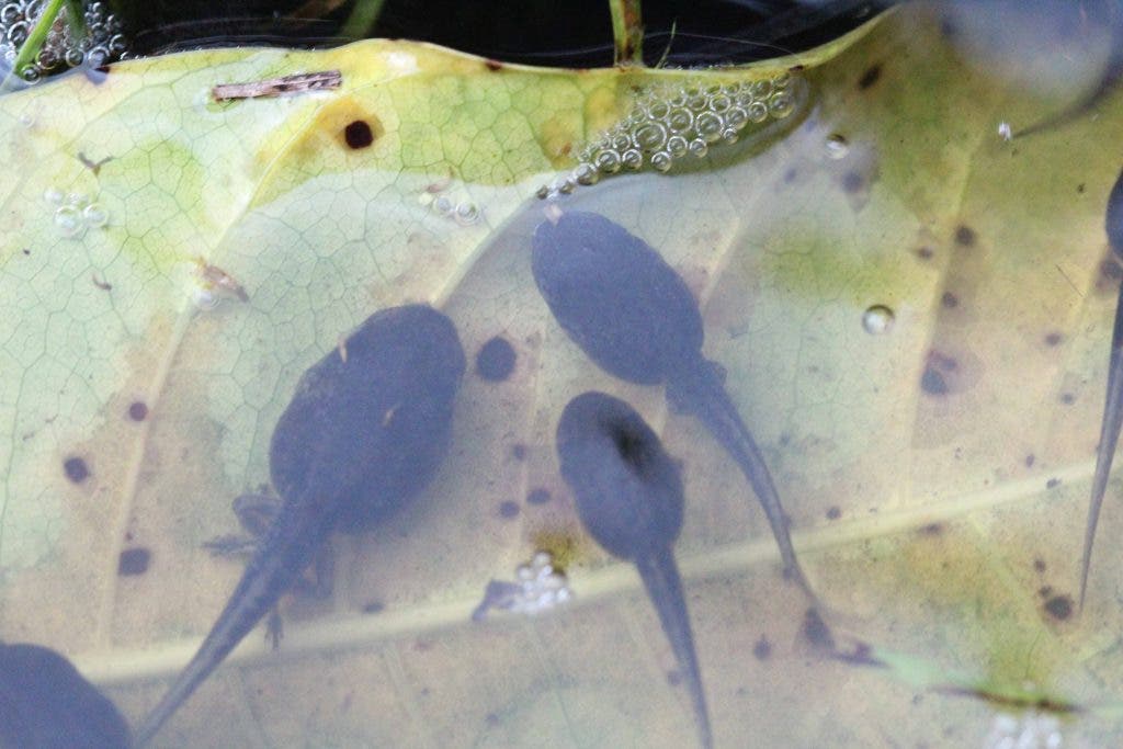 Tadpoles Day 7 & 8 of Rescue Captivity | Gulfport, FL Patch
