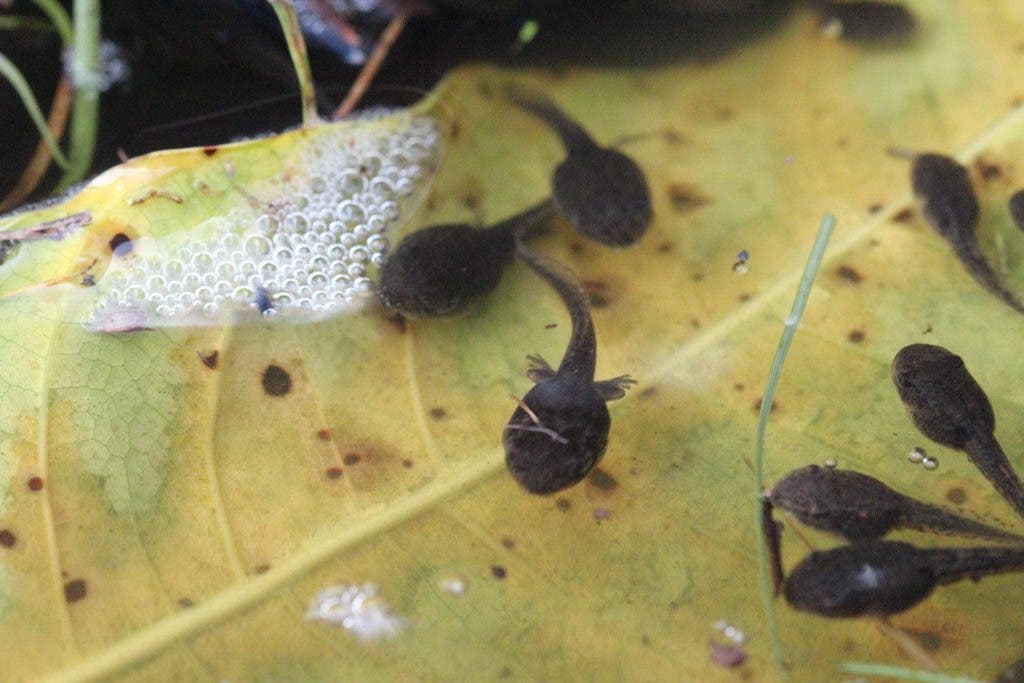 Tadpoles Day 7 & 8 of Rescue Captivity | Gulfport, FL Patch