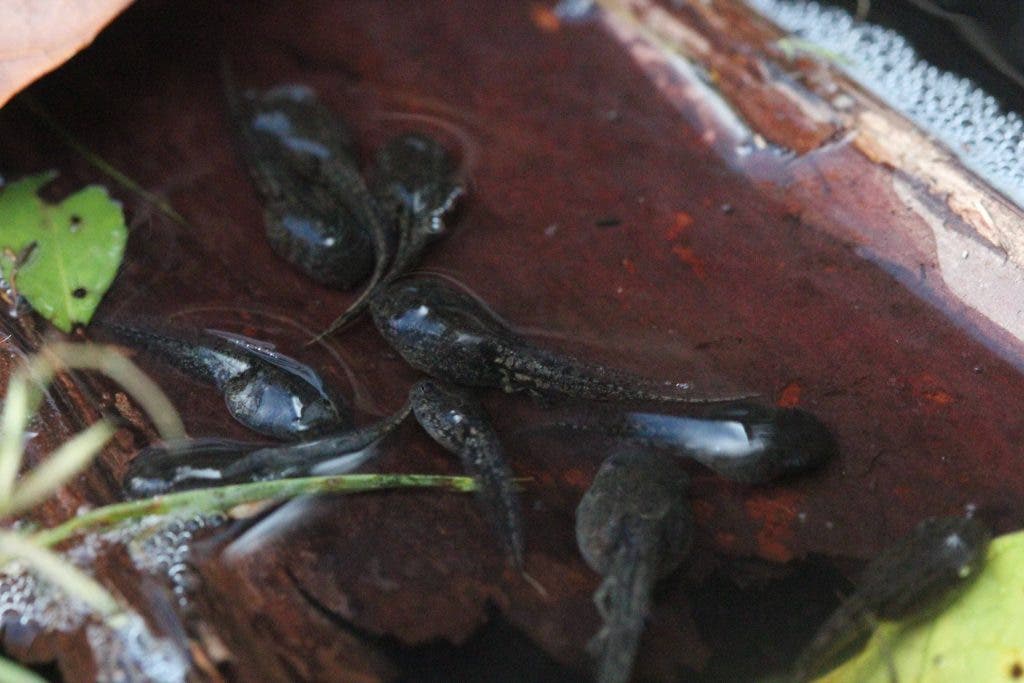 Tadpoles Day 7 & 8 of Rescue Captivity | Gulfport, FL Patch