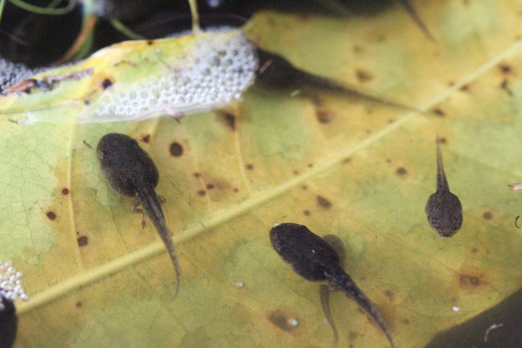 Tadpoles Day 7 & 8 of Rescue Captivity | Gulfport, FL Patch
