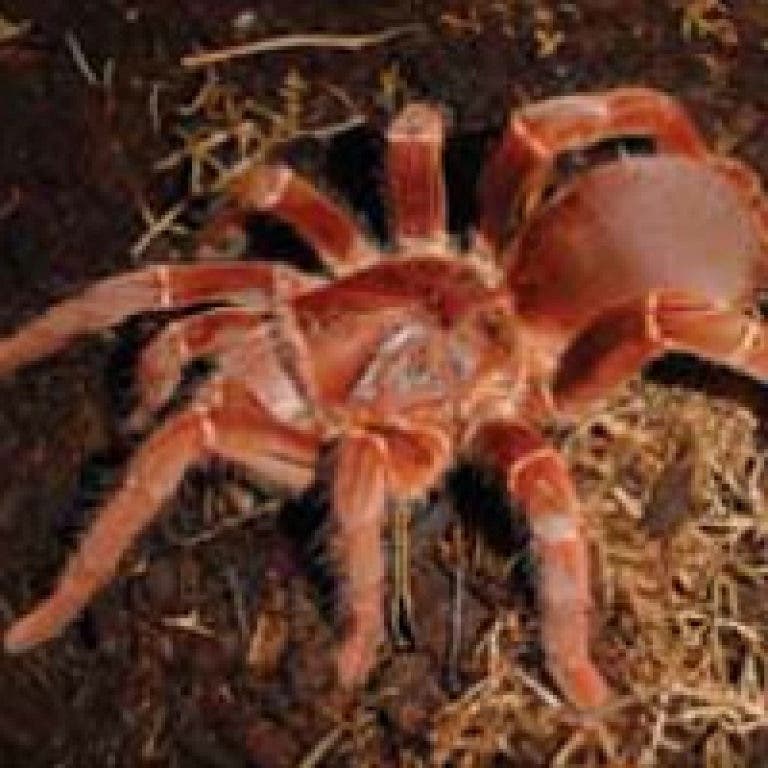 TARANTULAS: Alive & Up Close | Stamford, CT Patch
