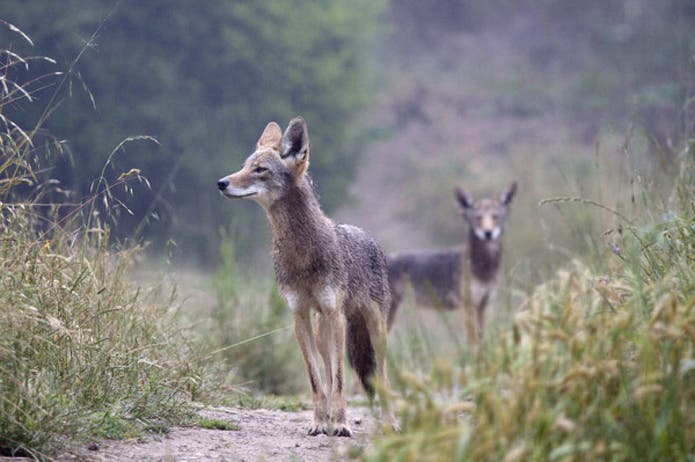 Have You Seen Coyotes in Woodbury? | Woodbury, MN Patch