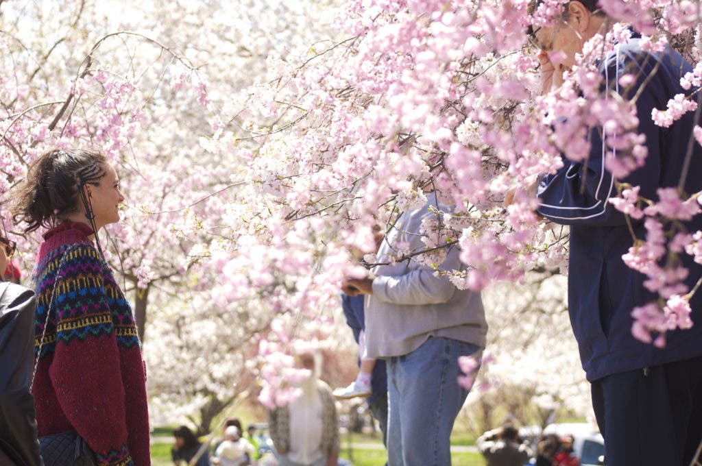 PHOTOS: 2011 Branch Brook Park Cherry Blossom Festival | Bloomfield, NJ ...