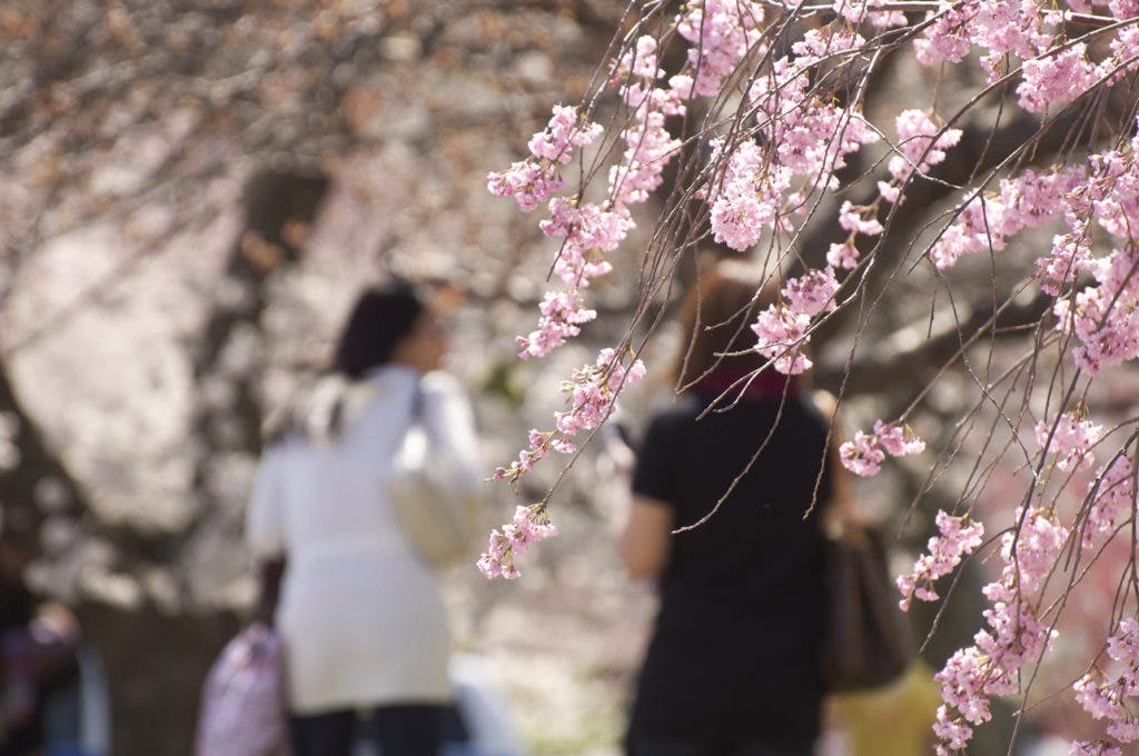 PHOTOS: 2011 Branch Brook Park Cherry Blossom Festival | Bloomfield, NJ ...