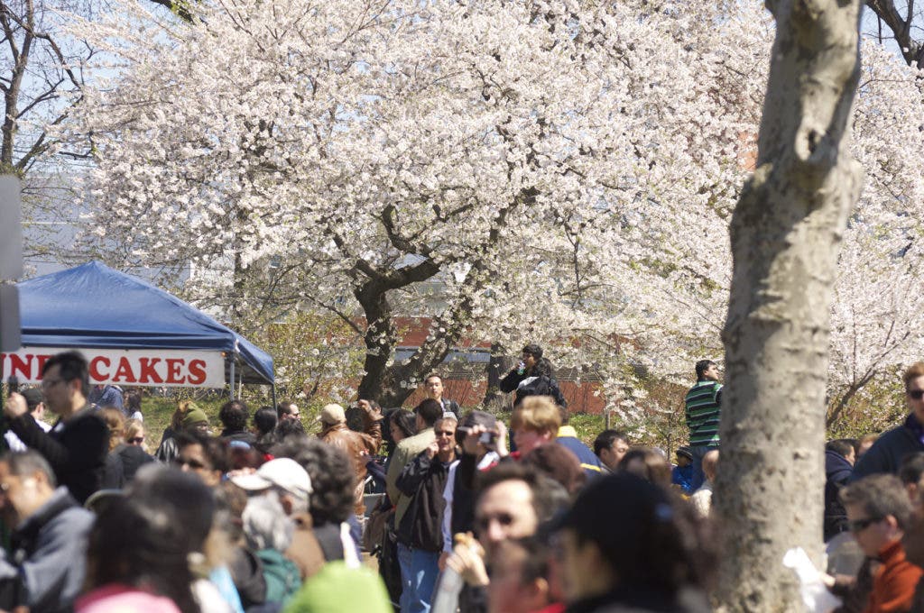 PHOTOS: 2011 Branch Brook Park Cherry Blossom Festival | Bloomfield, NJ ...