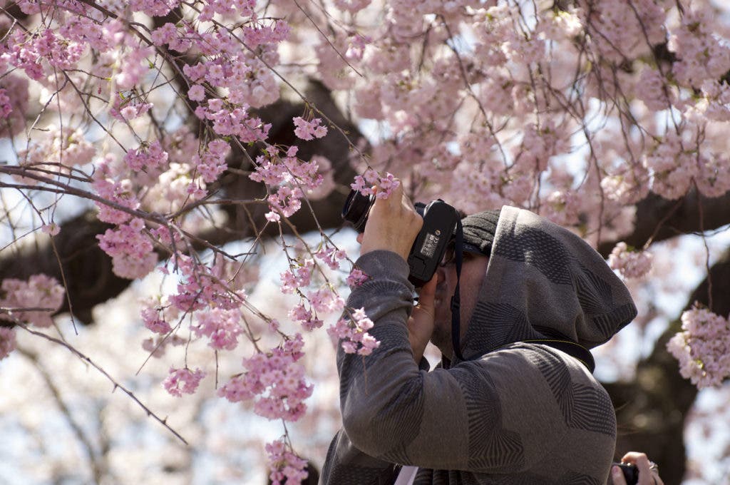 PHOTOS: 2011 Branch Brook Park Cherry Blossom Festival | Bloomfield, NJ ...