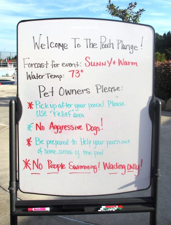 Henry Moses Pool Opens To The Dogs | Renton, WA Patch