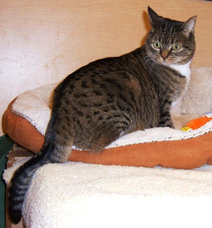 Cindy The Cat Available For Adoption | Renton, WA Patch