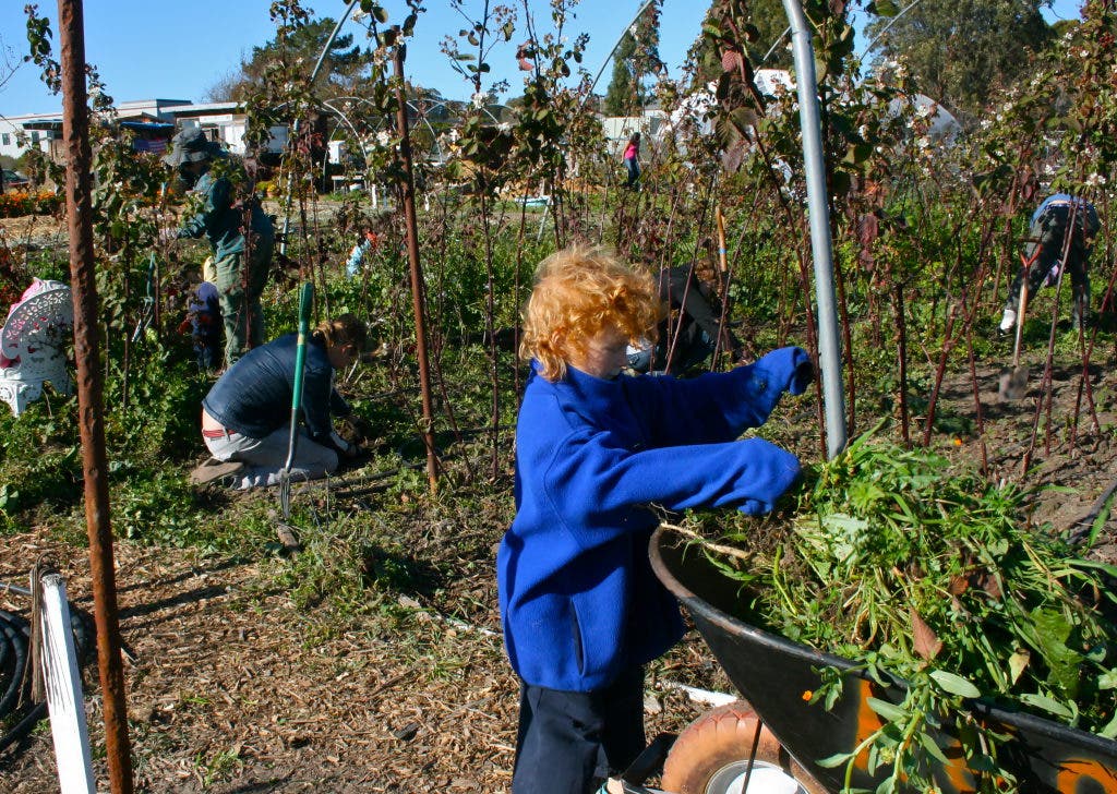 Children Volunteer at the Homeless Garden Project | Santa Cruz, CA Patch