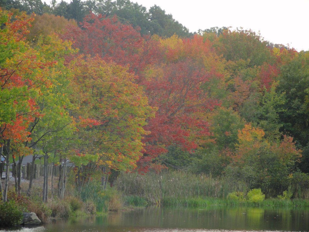 Fall Foliage: A Photo Gallery | Woodbury, CT Patch