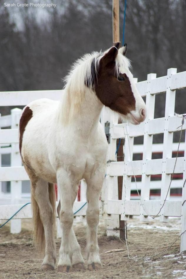 Tinker the Gypsy-Paint Cross Gelding Needs a Home | The Haddams, CT Patch