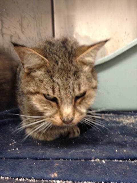 UPDATE: Wandering Waterford Cat Jumps Into Car; Refuses to Leave ...
