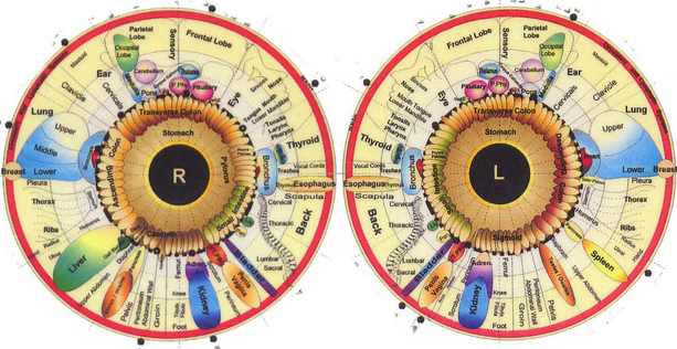 Intro To Iridology What Does The Color Of Your Eyes Mean Nashua NH Intro To Iridology What Does The Color Of Your Eyes Mean Nashua NH