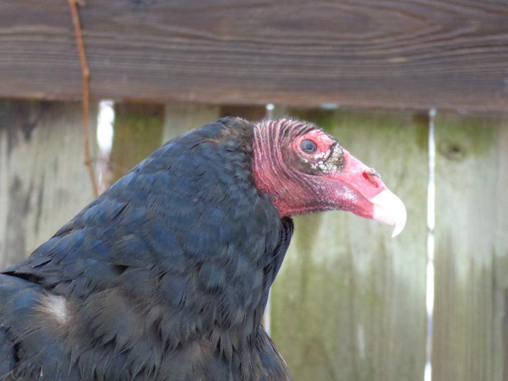 Have You Spotted Turkey Vultures in Manchester? | Manchester, CT Patch