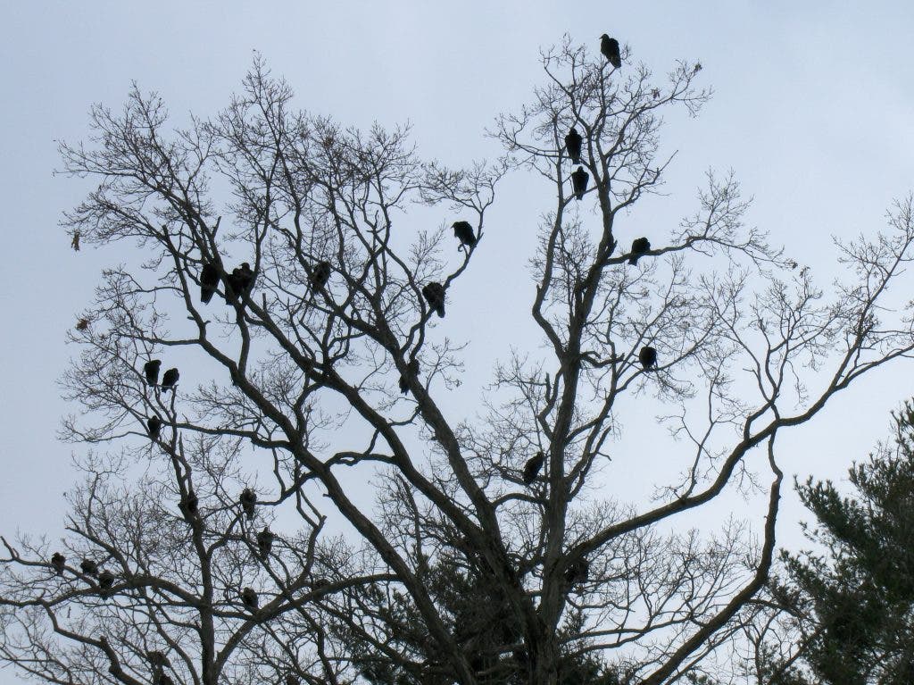 Have You Spotted Turkey Vultures in Manchester? | Manchester, CT Patch