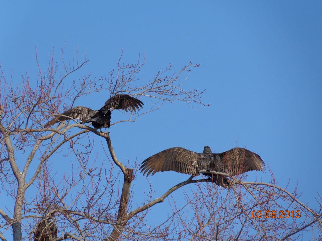 Have You Spotted Turkey Vultures in Manchester? | Manchester, CT Patch