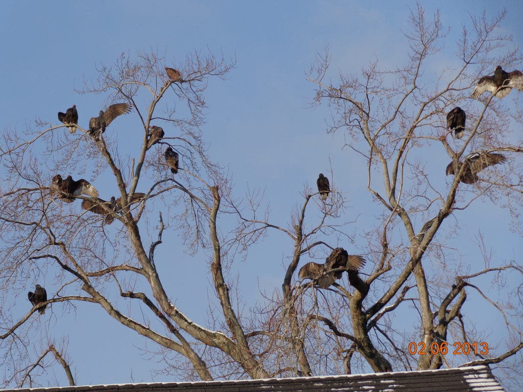Have You Spotted Turkey Vultures in Manchester? | Manchester, CT Patch