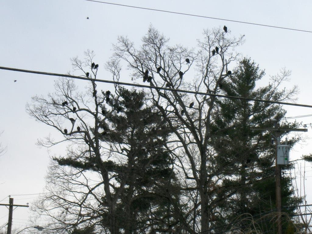 Have You Spotted Turkey Vultures in Manchester? | Manchester, CT Patch