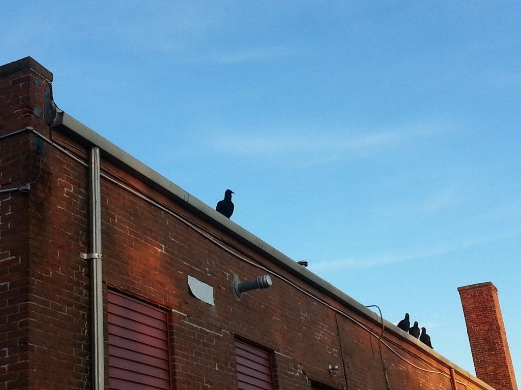 Have You Spotted Turkey Vultures in Manchester? | Manchester, CT Patch