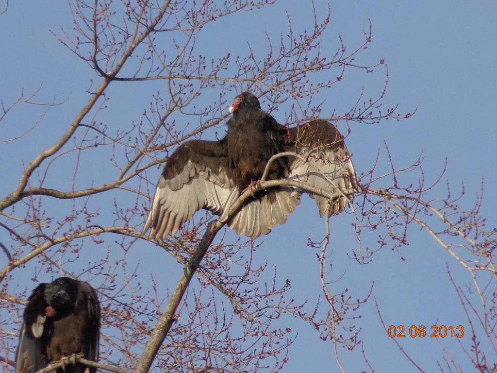 Have You Spotted Turkey Vultures in Manchester? | Manchester, CT Patch