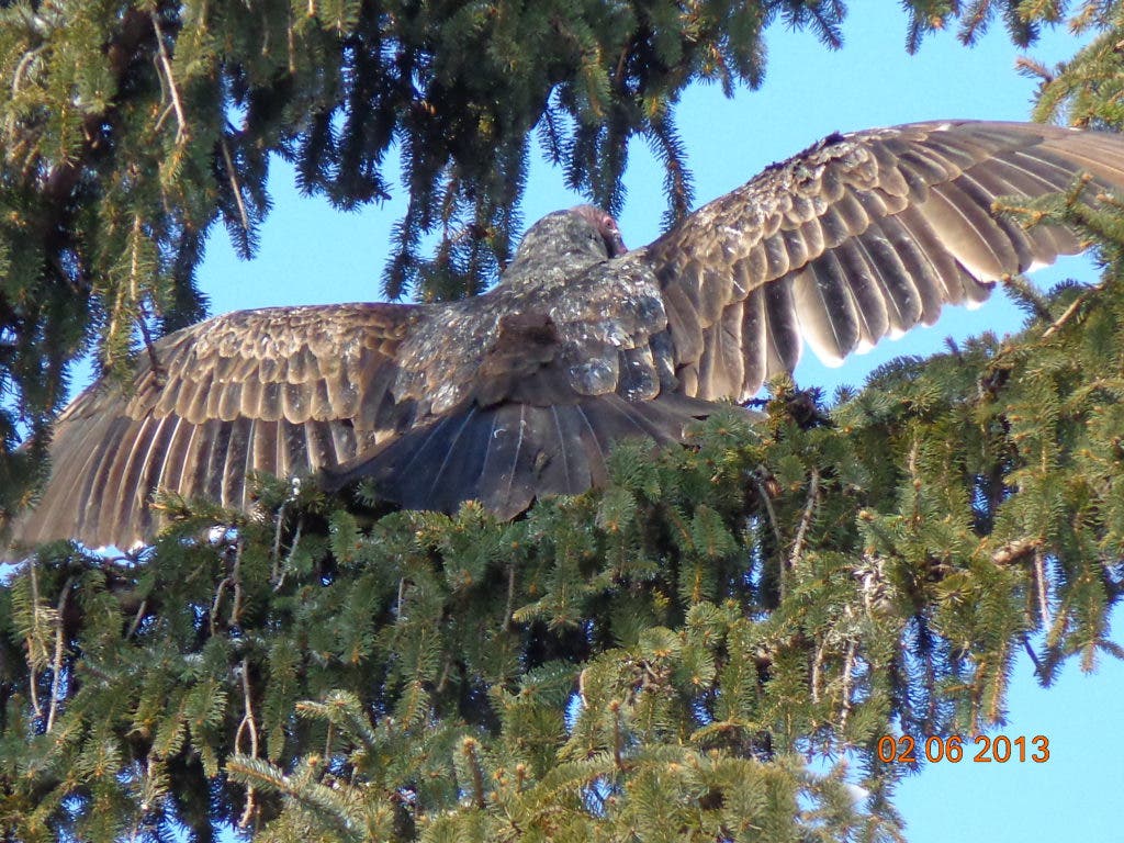 Have You Spotted Turkey Vultures in Manchester? | Manchester, CT Patch