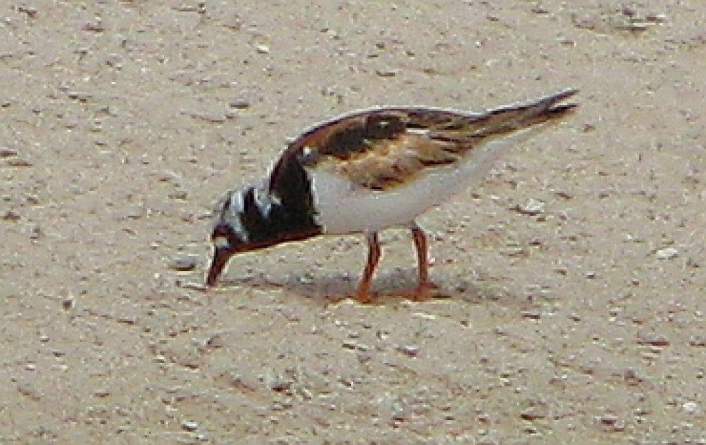 Sunday Malibu Lagoon Bird Walks February 26 | Malibu, CA Patch