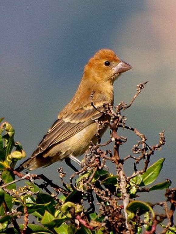 Sunday Malibu Lagoon Bird Walks February 26 | Malibu, CA Patch