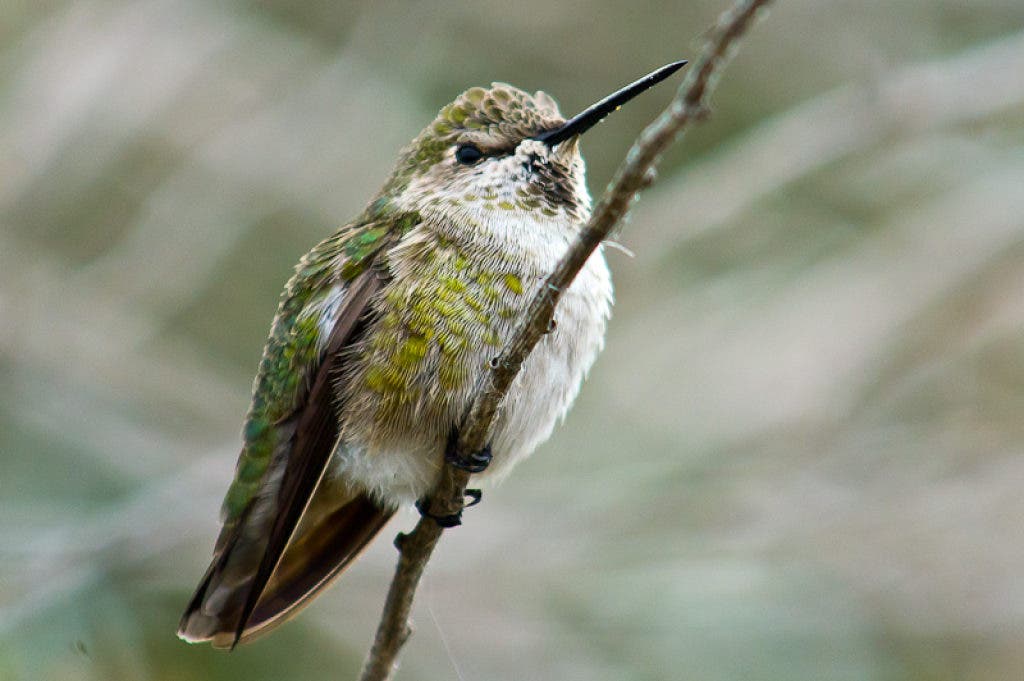 Sunday Malibu Lagoon Bird Walks February 26 | Malibu, CA Patch