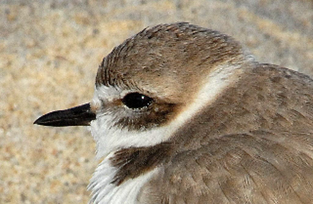 Western Snowy Plovers (Part III): Nesting Sites | Malibu, CA Patch