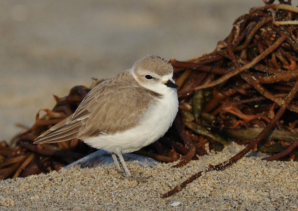 Western Snowy Plovers on Surfrider Beach (Part I) | Malibu, CA Patch