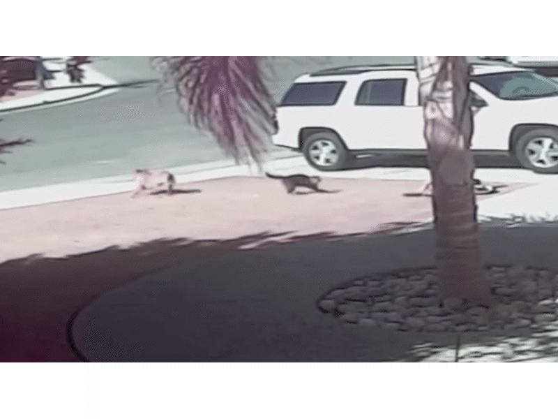 Cat Named Dog of the Year | Venice, CA Patch