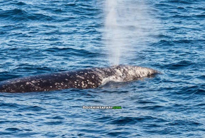 Gray Whale Scarred by Exploding Harpoon Visits Coast | San Juan ...