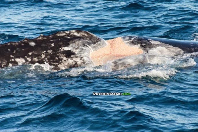 Gray Whale Scarred by Exploding Harpoon Visits Coast | San Juan ...