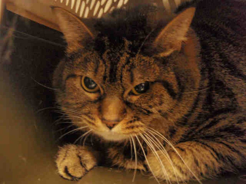 Jager the Cat Needs a Home | Westwood, CA Patch