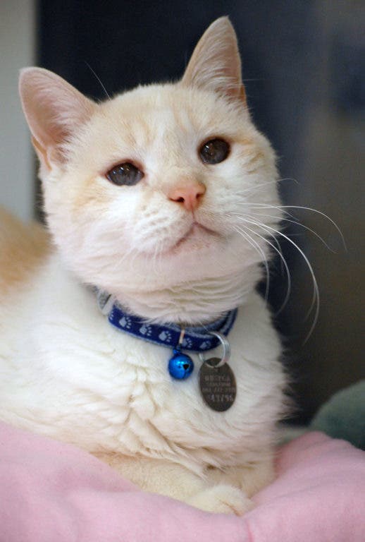 Kacy Is Sweet Kitty Who Needs a Home | Portsmouth, NH Patch