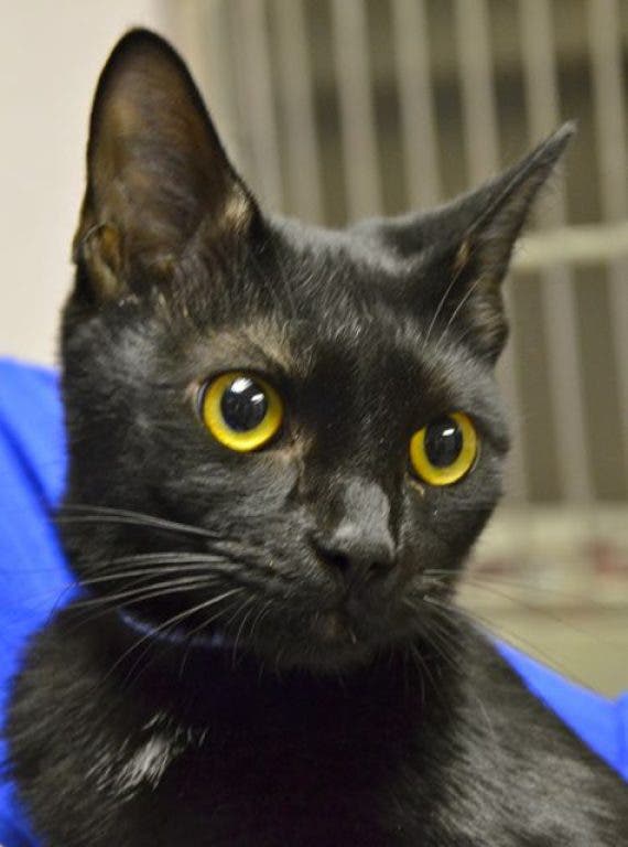 It's Raining Cats at the SPCA | Largo, FL Patch