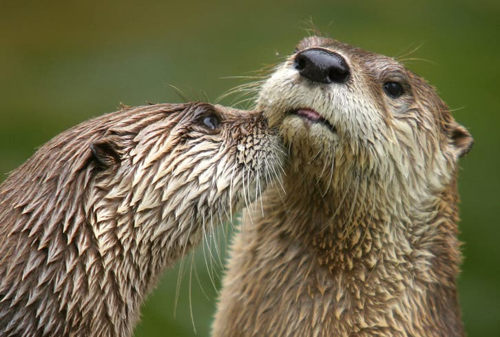 River Otters Making Comeback In Massachusetts | Sharon, MA Patch
