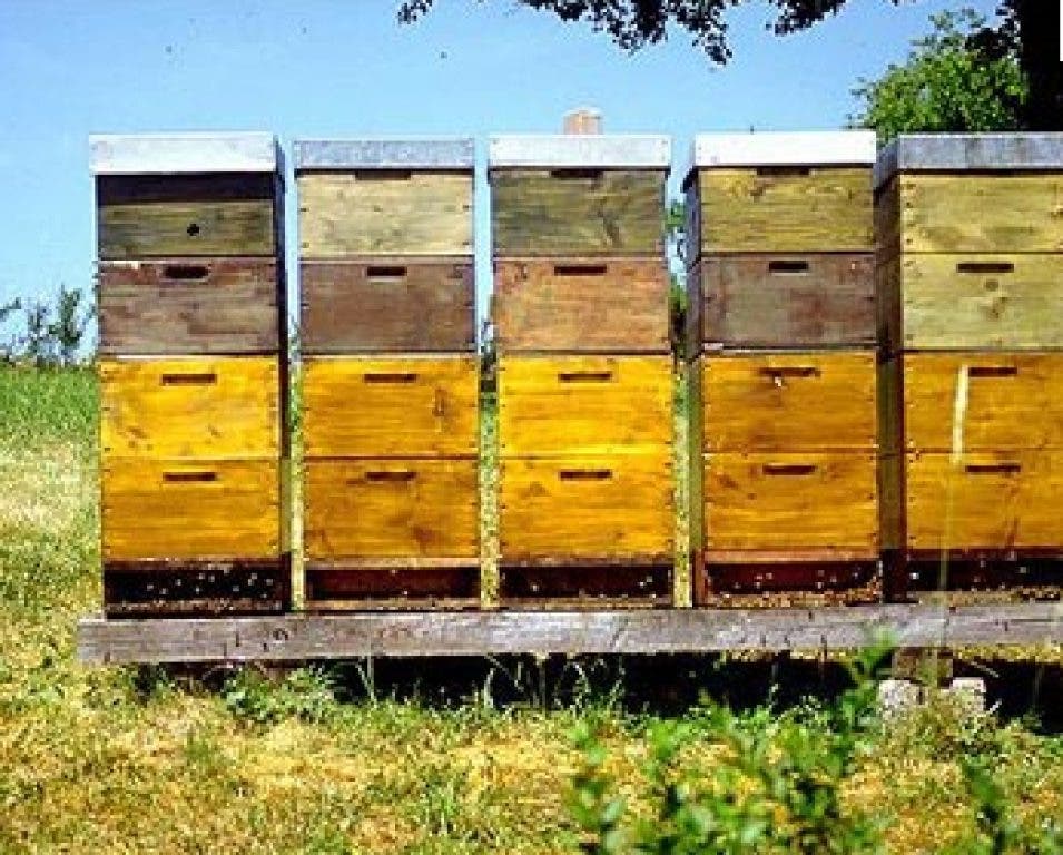 Beekeepers Reap a Sweet Harvest | Fort Bragg, NC Patch