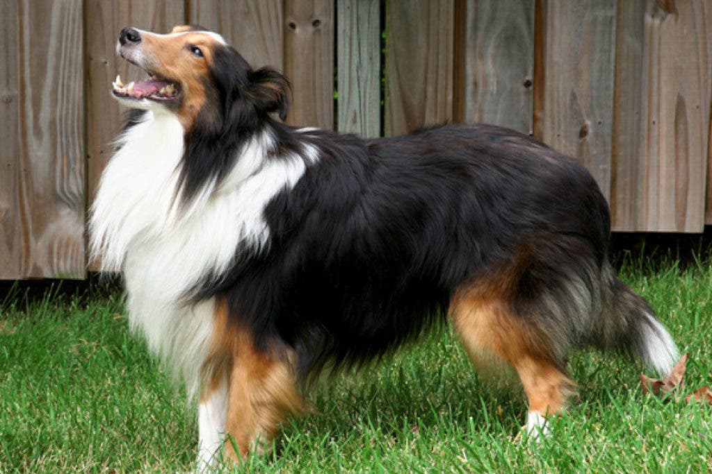 Easy Goin' Owen, a Beautiful Sheltie | Potomac, MD Patch